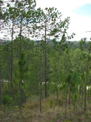 tropical pine (Pinus tropicalis) - Botanical Realm