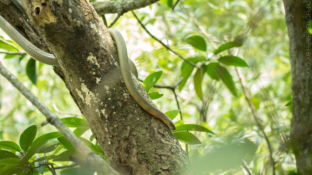 Sunda King Cobra from 新加坡林厝港 on February 25, 2026 at 01:57 PM by CXY ...