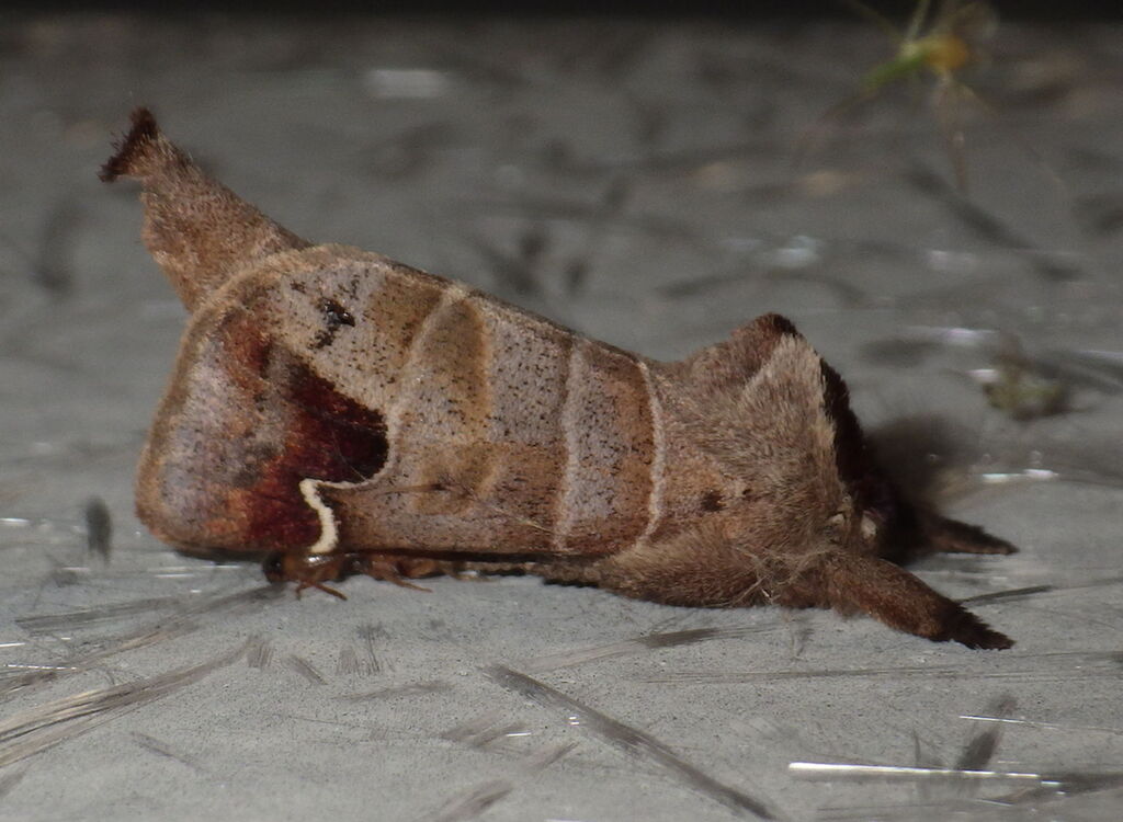 Sigmoid Prominent from Flamborough, Hamilton, ON, Canada on May 24 ...