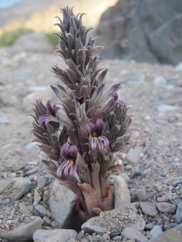 desert broomrape from Inyo County, CA, USA on April 1, 2013 at 06:41 PM ...