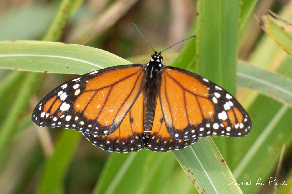 Southern Monarch from Caseros, Santa Fe, Argentina on February 23, 2020 ...