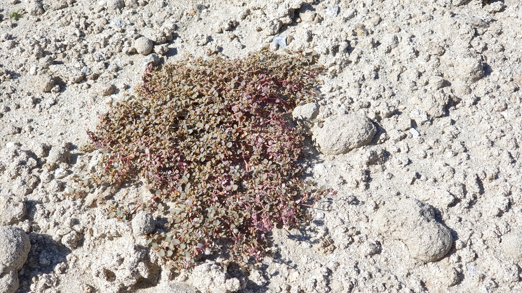 Parish's Sandmat from San Diego County, CA, USA on February 23, 2020 at ...