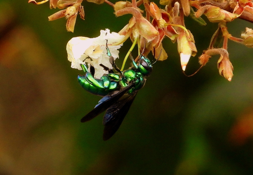 Exaerete trochanterica from Parque Nacional das Emas, Parque Nacional ...