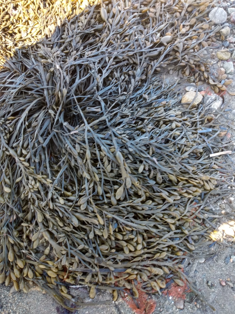Knotted Wrack from Groton, CT, USA on February 21, 2020 at 11:56 AM by ...