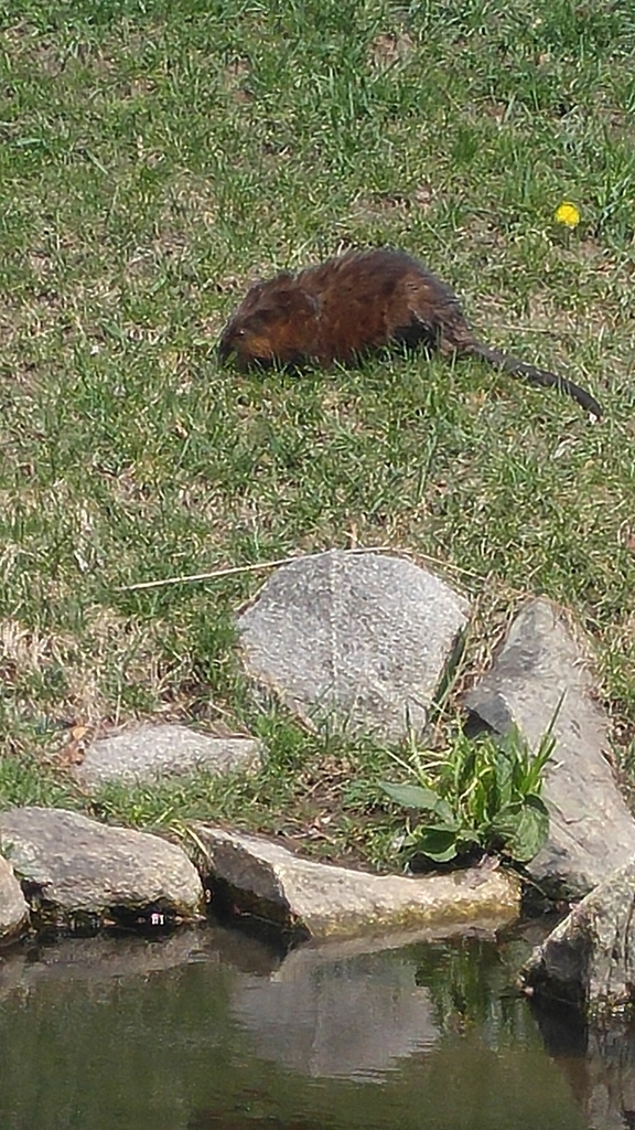Eastern Muskrat from Usen Residence Hall, Waltham, MA 02453, USA on ...