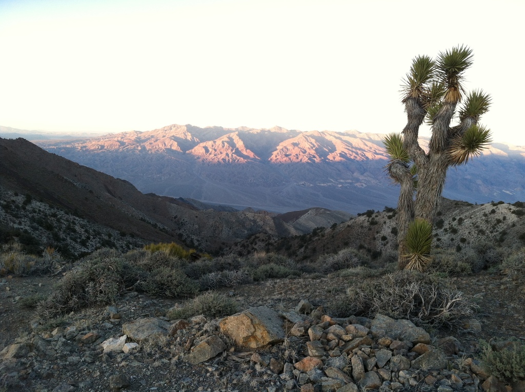 Joshua Tree from Inyo County, CA, USA on April 03, 2013 at 06:59 PM by ...
