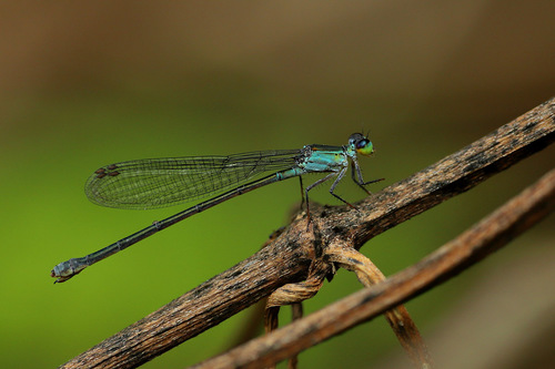 Nikoulabasis heteroneura · iNaturalist Mexico