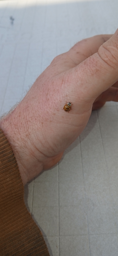 Asian Lady Beetle from Grenada, MS 38901, USA on March 2, 2026 at 03:03 ...