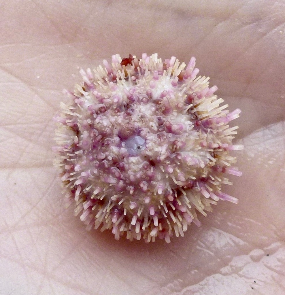 White Sea Urchin (Echinoderms of the North Eastern Pacific (Alaska to ...