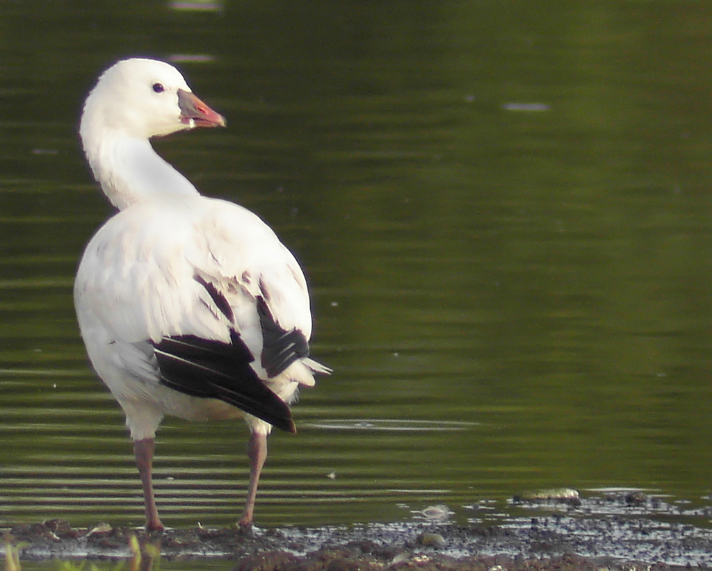 Ross's Goose from La Paz, Baja California Sur, Mexico on January 9 ...