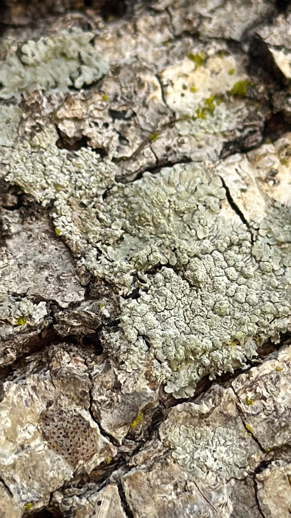 Fluffy Dust Lichen from Sixth Ave S, Saint Petersburg, FL, US on March ...