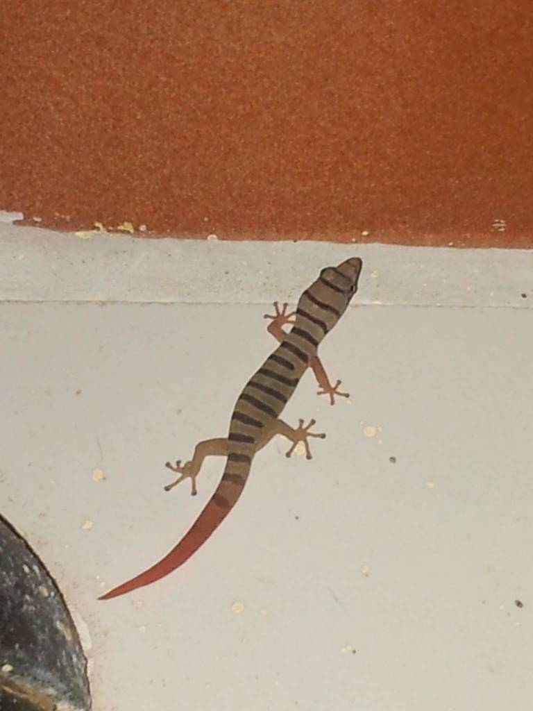 Ashy Gecko from Ciego de Avila, Cuba on February 14, 2020 at 10:16 AM ...