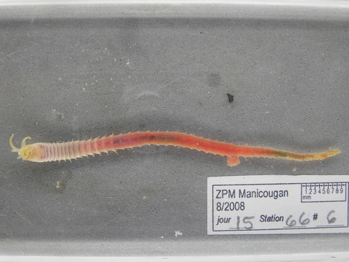 Familia Melinnidae · NaturaLista Colombia