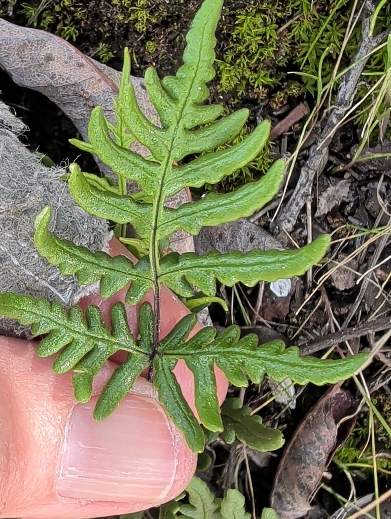 Sticky goldback fern from Mission Trails Regional Park, San Diego, CA ...