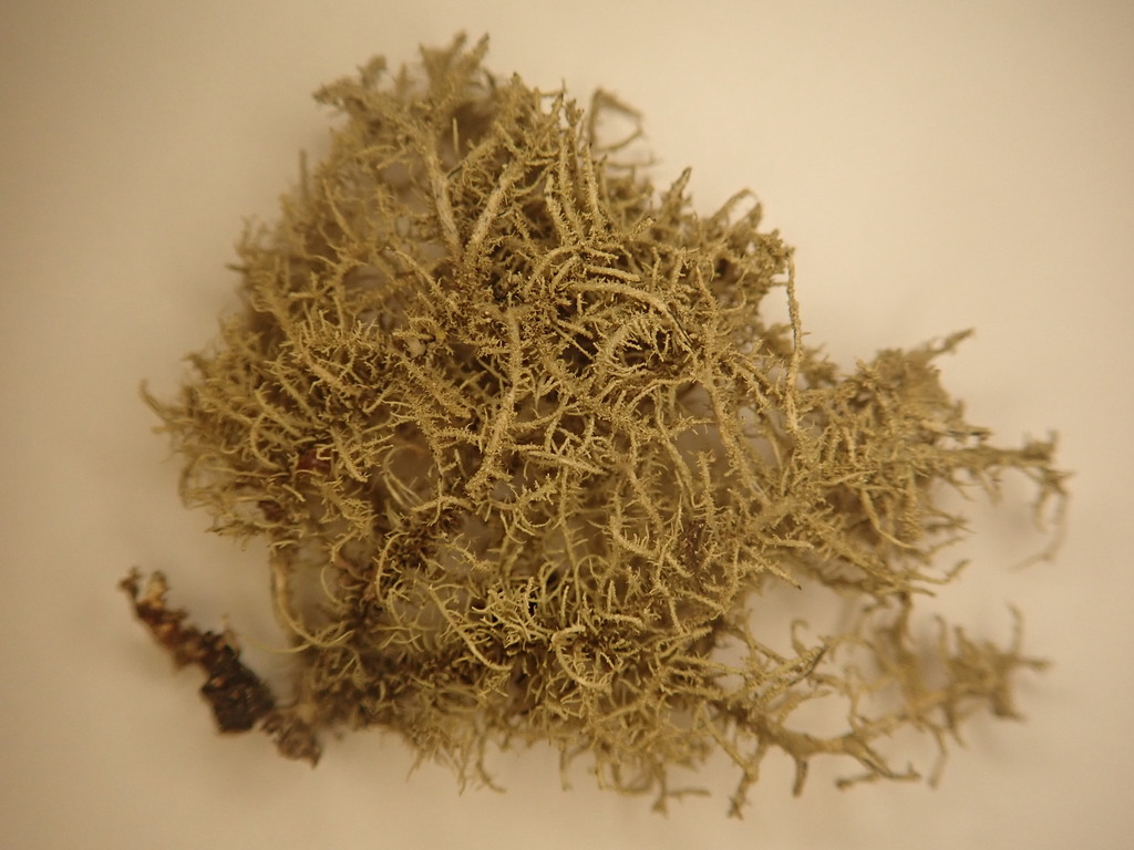 Usnea pacificana from Laughlin Lake, Galiano Island, BC, Canada on ...