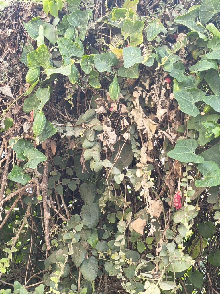Ivy gourd from 19-3, Azmath Nagar, Kalyanpuri, Uppal, Hyderabad ...