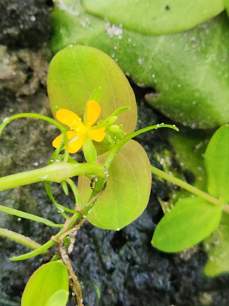 Dwarf St. John's Wort from Myakka City, FL 34251, USA on March 2, 2026 ...