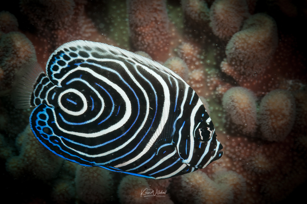 Emperor Angelfish (Pomacanthus imperator) - Marine Life Identification