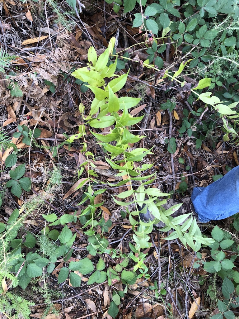 derwent speedwell from Pole Rd, Upper Sturt, SA, AU on March 3, 2026 at ...