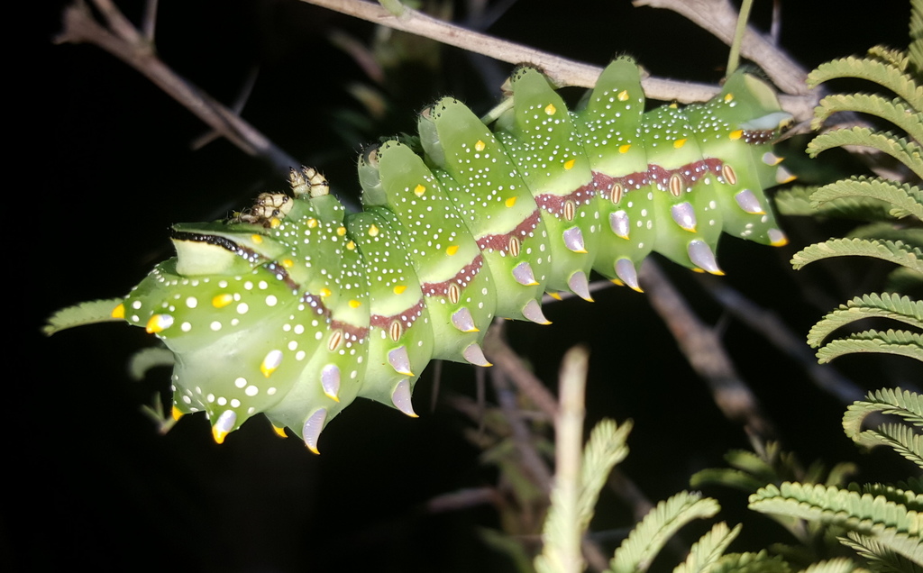 Speckled Emperor (Moths and Butterflies of the Mfolozi River catchment ...