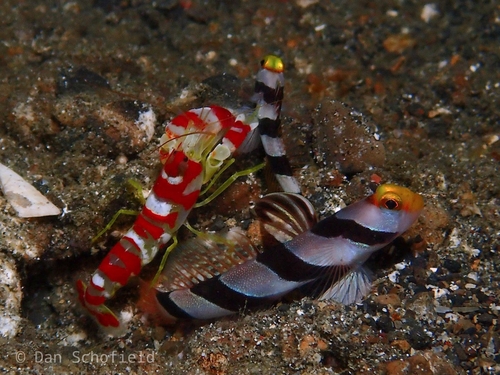 Randall's Pistol Shrimp (Alpheus randalli) · iNaturalist