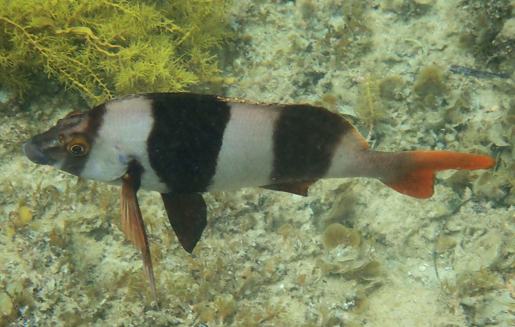 Magpie Perch (Pseudogoniistius nigripes) - Marine Life Identification