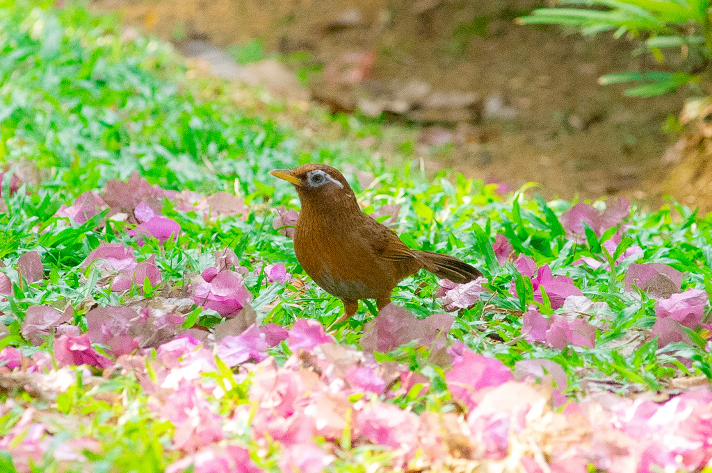 Chinese Hwamei in February 2020 by e0325215anlydia20 · iNaturalist
