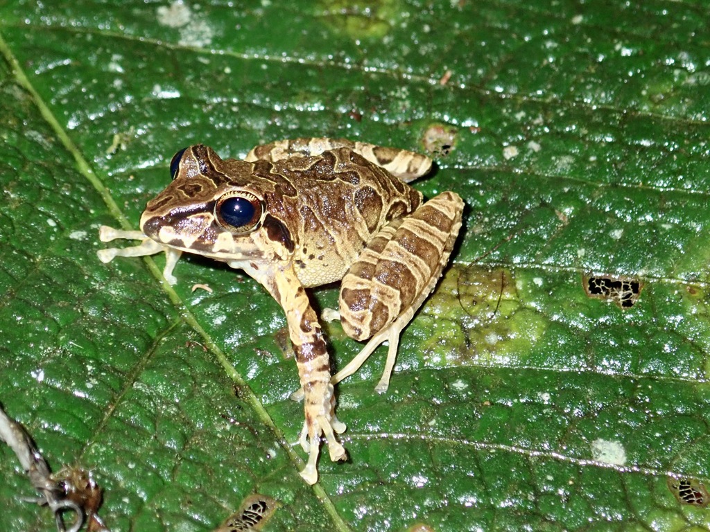 Pristimantis actites in December 2019 by Andy Pearce 🕊. Reserva Las ...