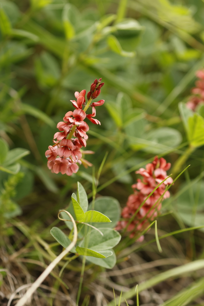 Trifoliate Indigofera from Mkhomazi Wilderness area, South Africa on ...