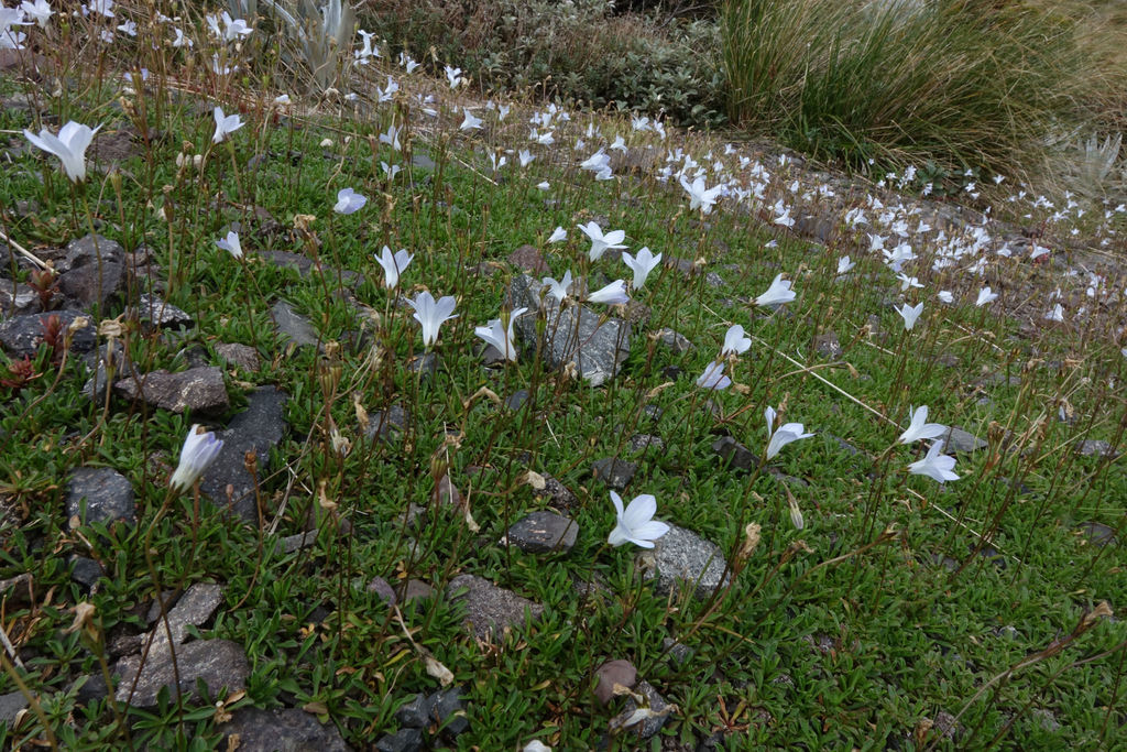 New Zealand Harebell from Beaumont 9689, New Zealand on February 17 ...