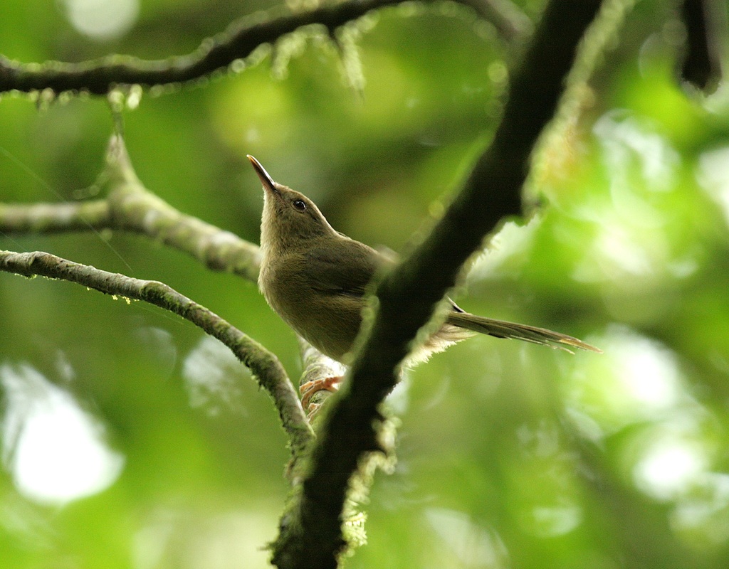 Moheli Brush-Warbler from Fomboni, Komorerna on November 29, 2008 at 09 ...