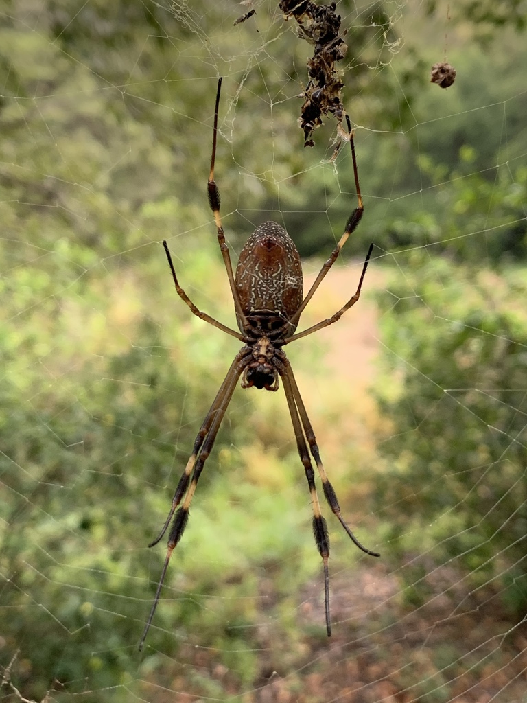 Golden Silk Spider from Autlán de Navarro, JAL, MX on January 25, 2020 ...