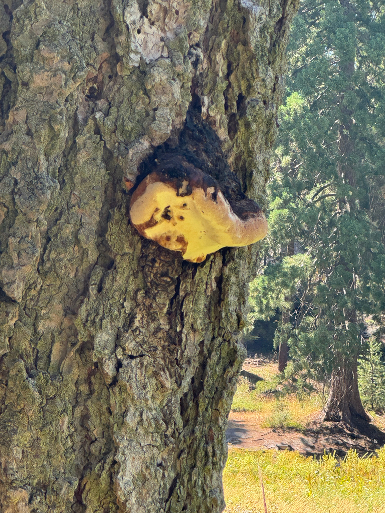 Incense Cedar Conk from Big Trees Trail, Three Rivers, CA, US on August ...