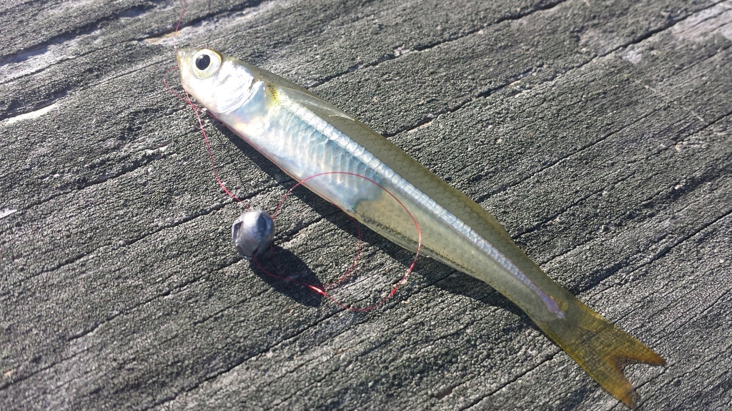 Atlantic Silverside (Menidia menidia) - Marine Life Identification
