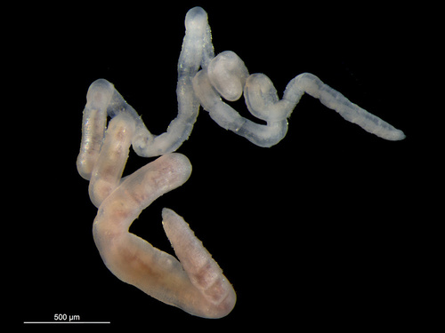 Tubificoides diazi · iNaturalist
