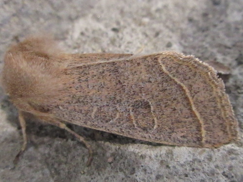 Orthosia paromoea · iNaturalist