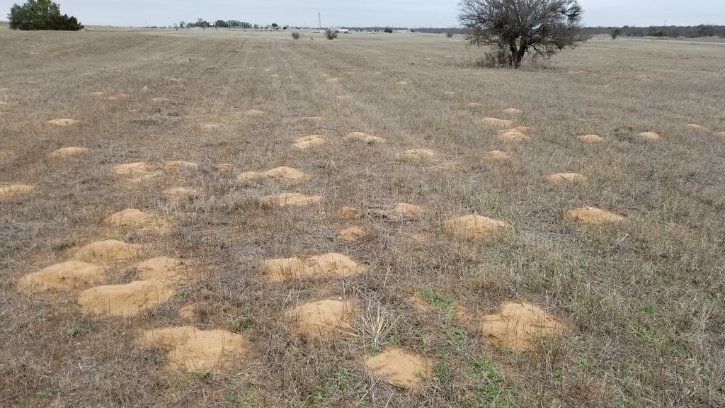 Central Texas Pocket Gopher from Voss, TX 76888, USA on February 23 ...