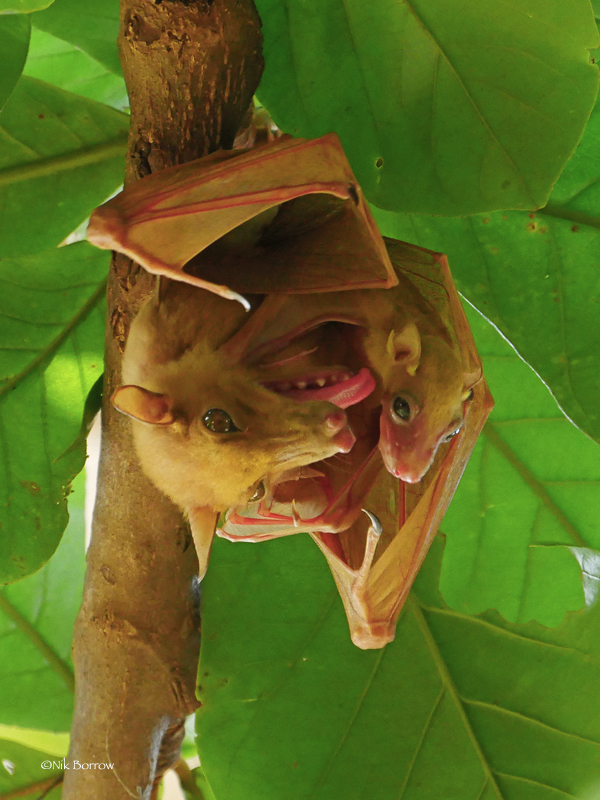 Epauletted Fruit Bats (Epomophorus) - Know Your Mammals