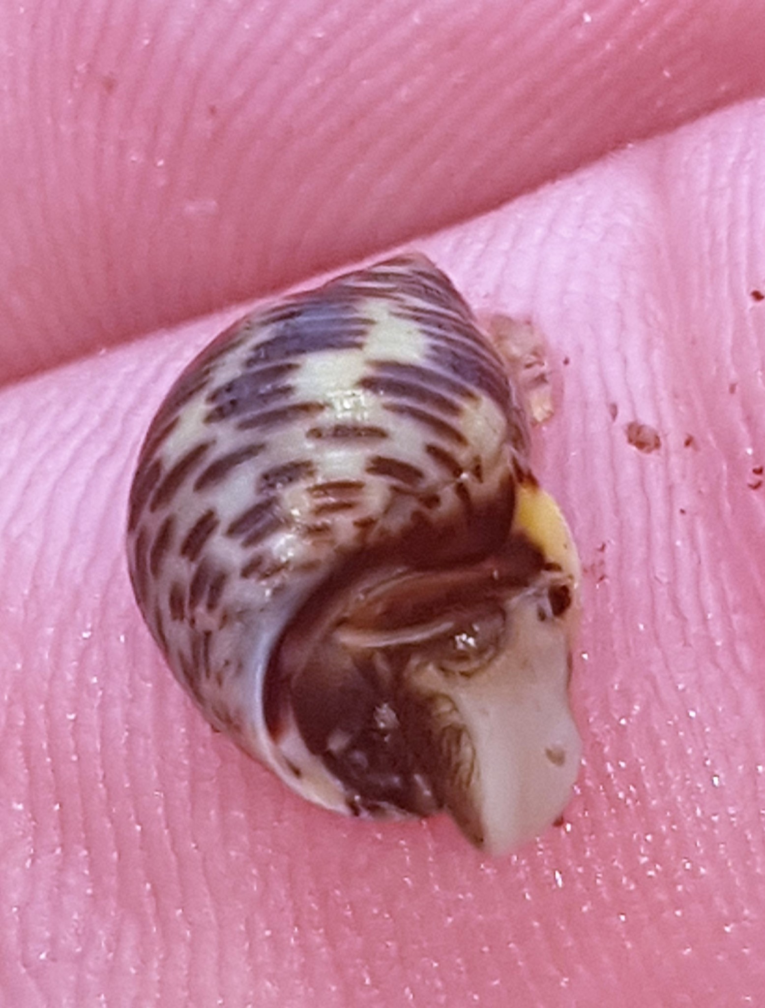 Littoraria scabra (Linnaeus, 1758)