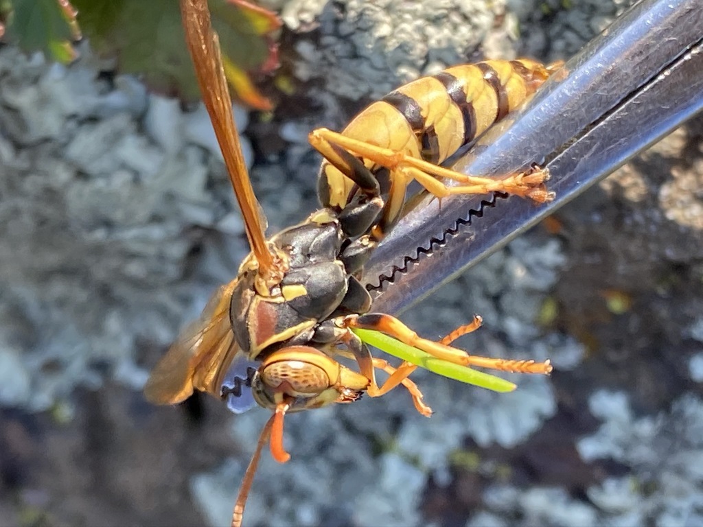 Golden Paper Wasp from Ensenada, B.C., México on February 23, 2020 at ...
