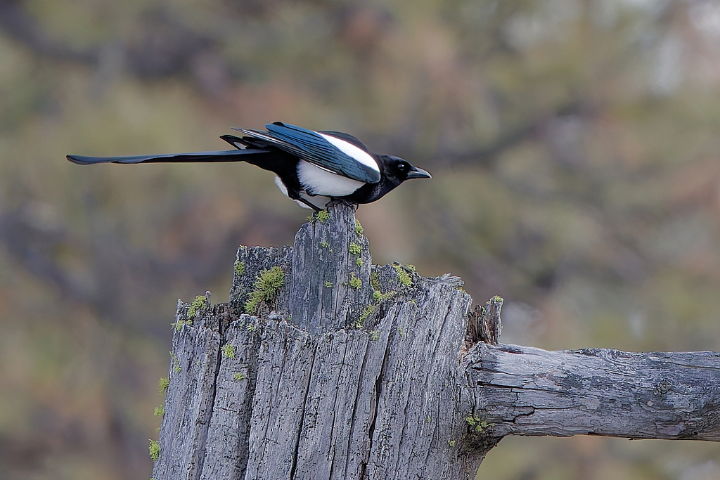 Black-billed Magpie from Spokane County, WA, USA on March 3, 2026 at 09 ...