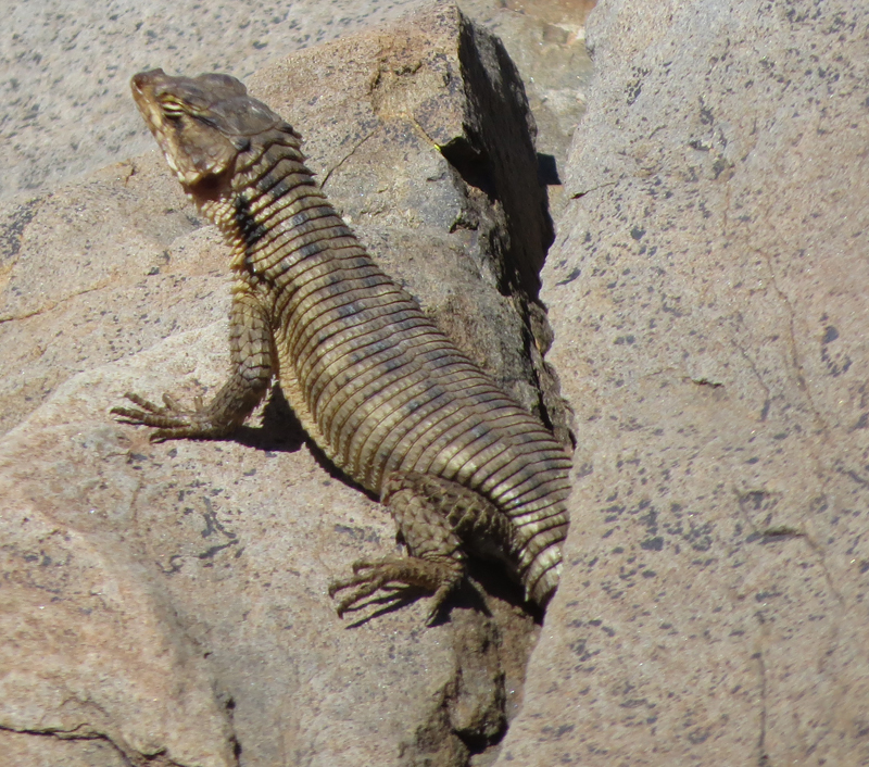 Karoo Girdled Lizard (Biogaps (s Afr) Pentad 3050_2500: Species List ...