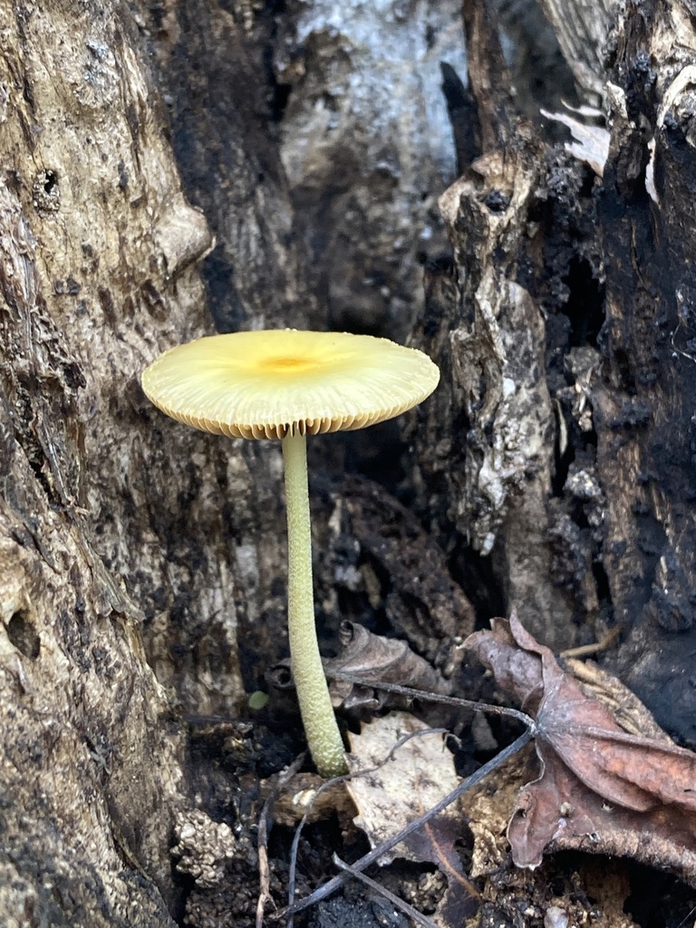 yellow fieldcap from Oroville, CA, US on February 28, 2026 at 11:28 AM ...