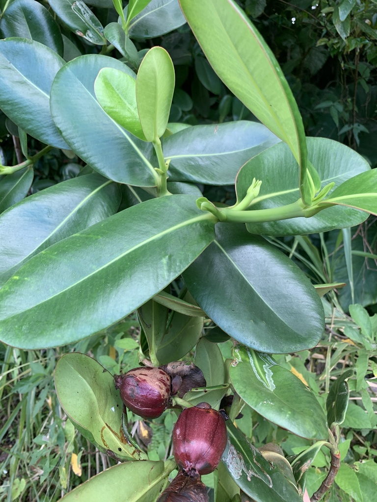 attorney trees from Saint Mary Cayon, KN on February 22, 2020 at 02:07 ...