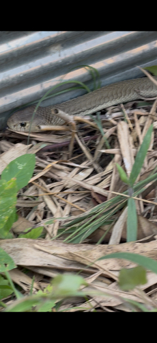 Elapid Snakes (Elapidae) - Snakes and Lizards