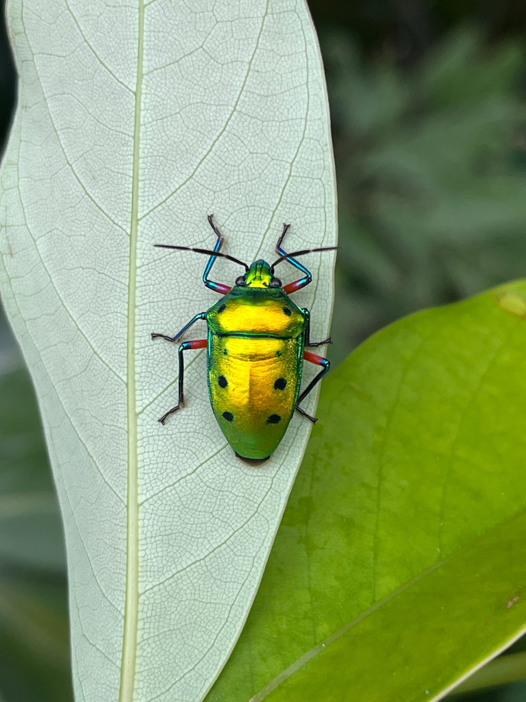 Calliphara excellens in March 2026 by Nakatada Wachi · iNaturalist