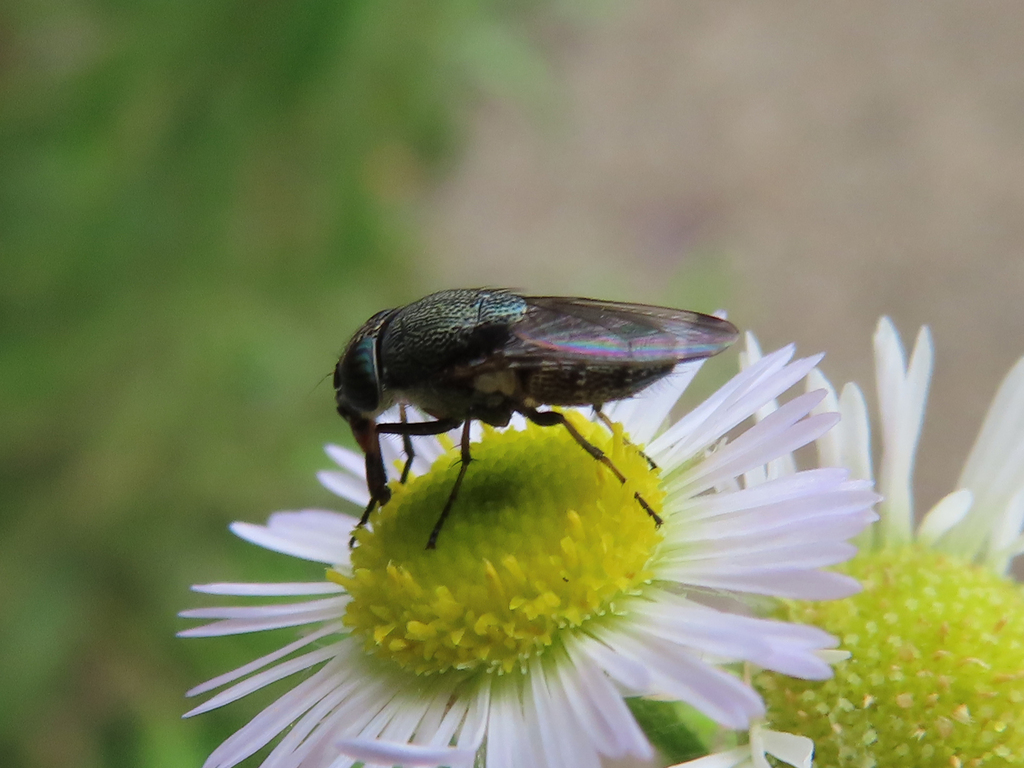 Stomorhina obsoleta from Район Аоба, Сендай, Мияги, Япония on July 29 ...