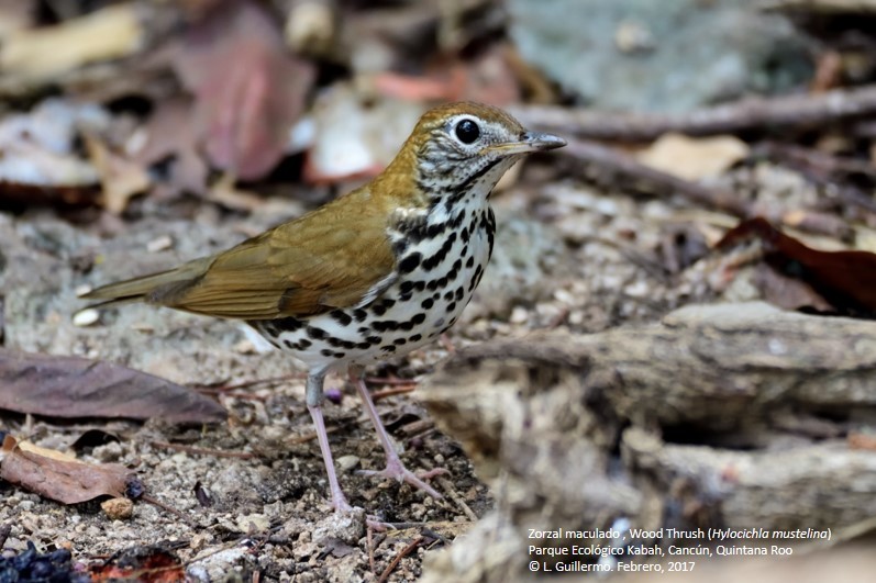 Wood Thrush from Parque Ecológico Kabah, Cancún, Q.R., México on ...