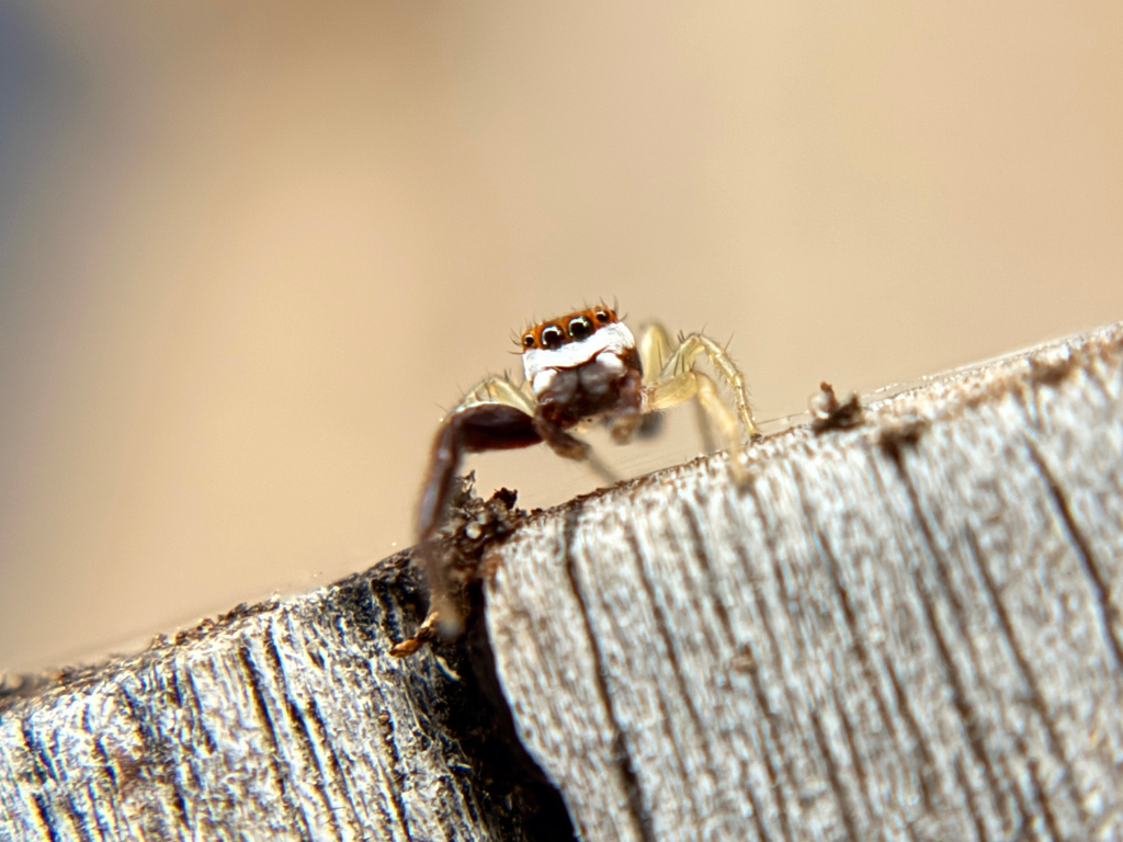 Common Hentz Jumping Spider from Sagebrush Dr, Flower Mound, TX, US on ...