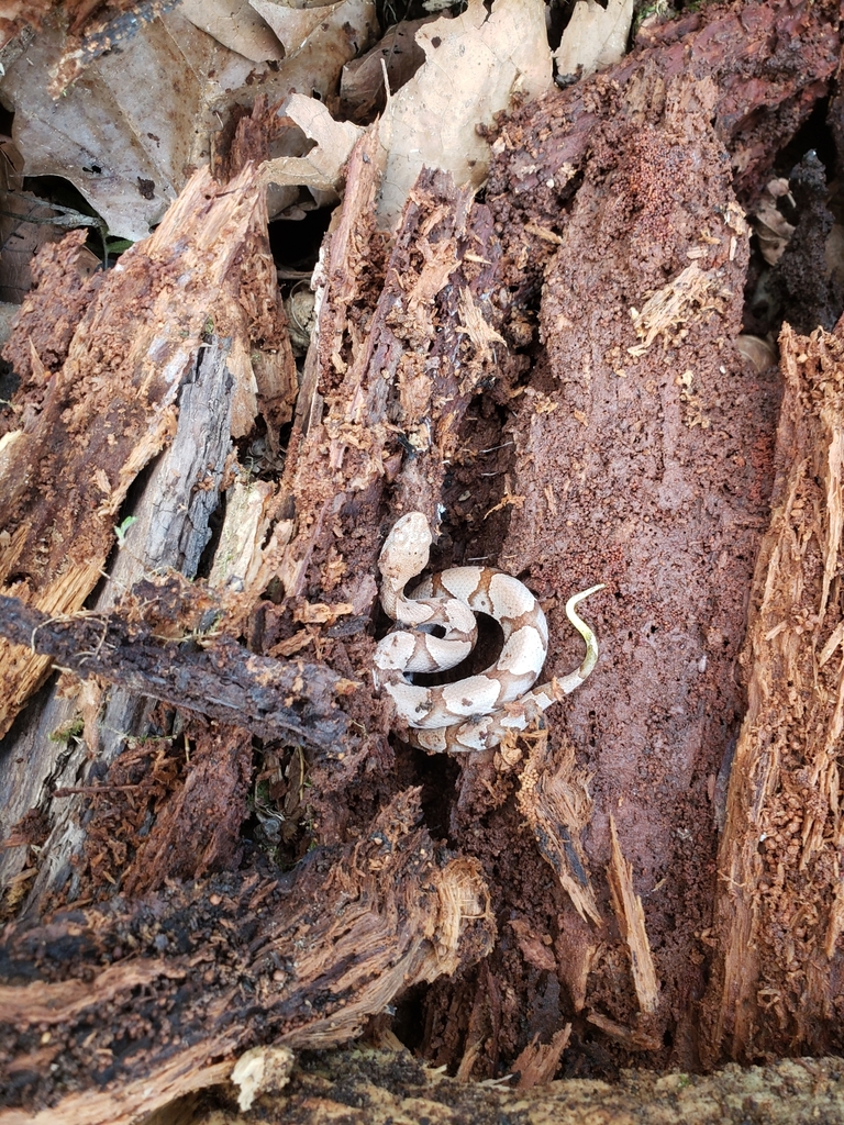 Eastern Copperhead in February 2020 by Sean Krieg · iNaturalist